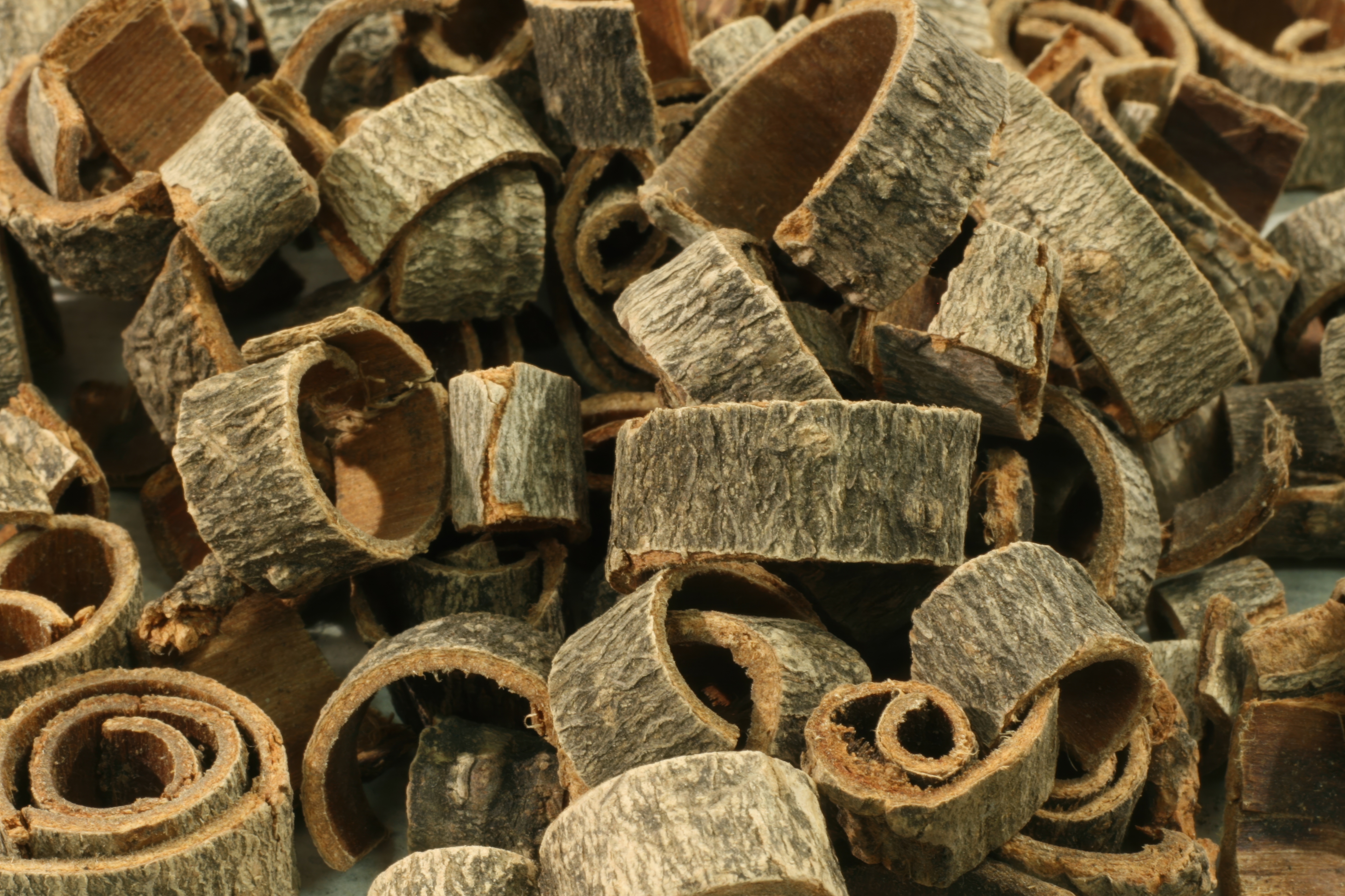 New Study: Magnolia Bark Linked To Skin Rejuvenation | MedEsthetics